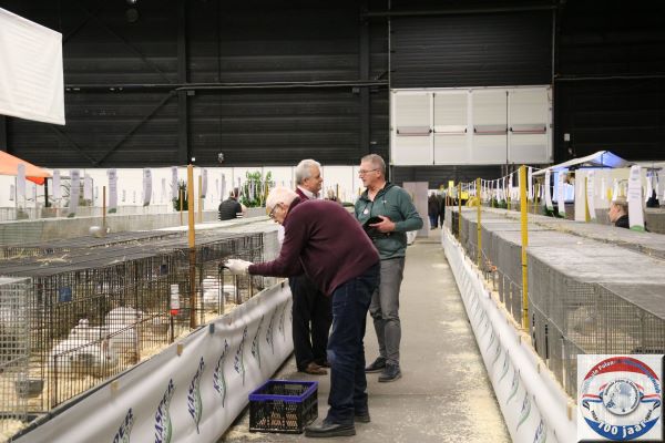 Noordshow 2024 - Nationale Polen- en Kleurdwergenclub (NPKC)